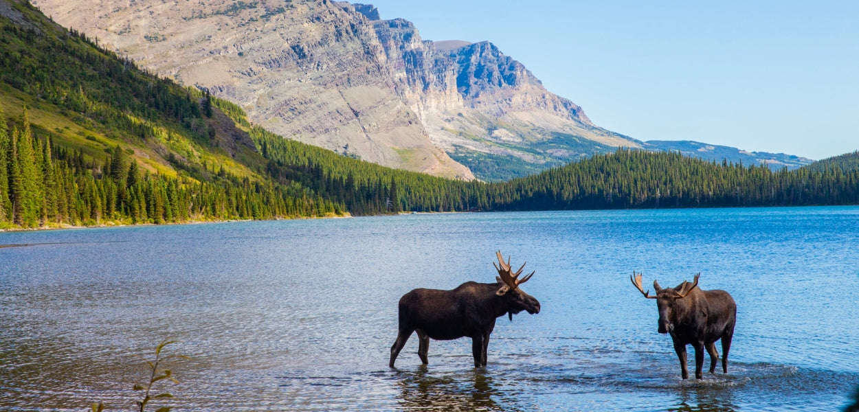 Montana – Alpha Energy Laboratories